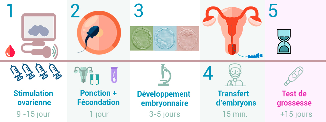 Les étapes de la FIV